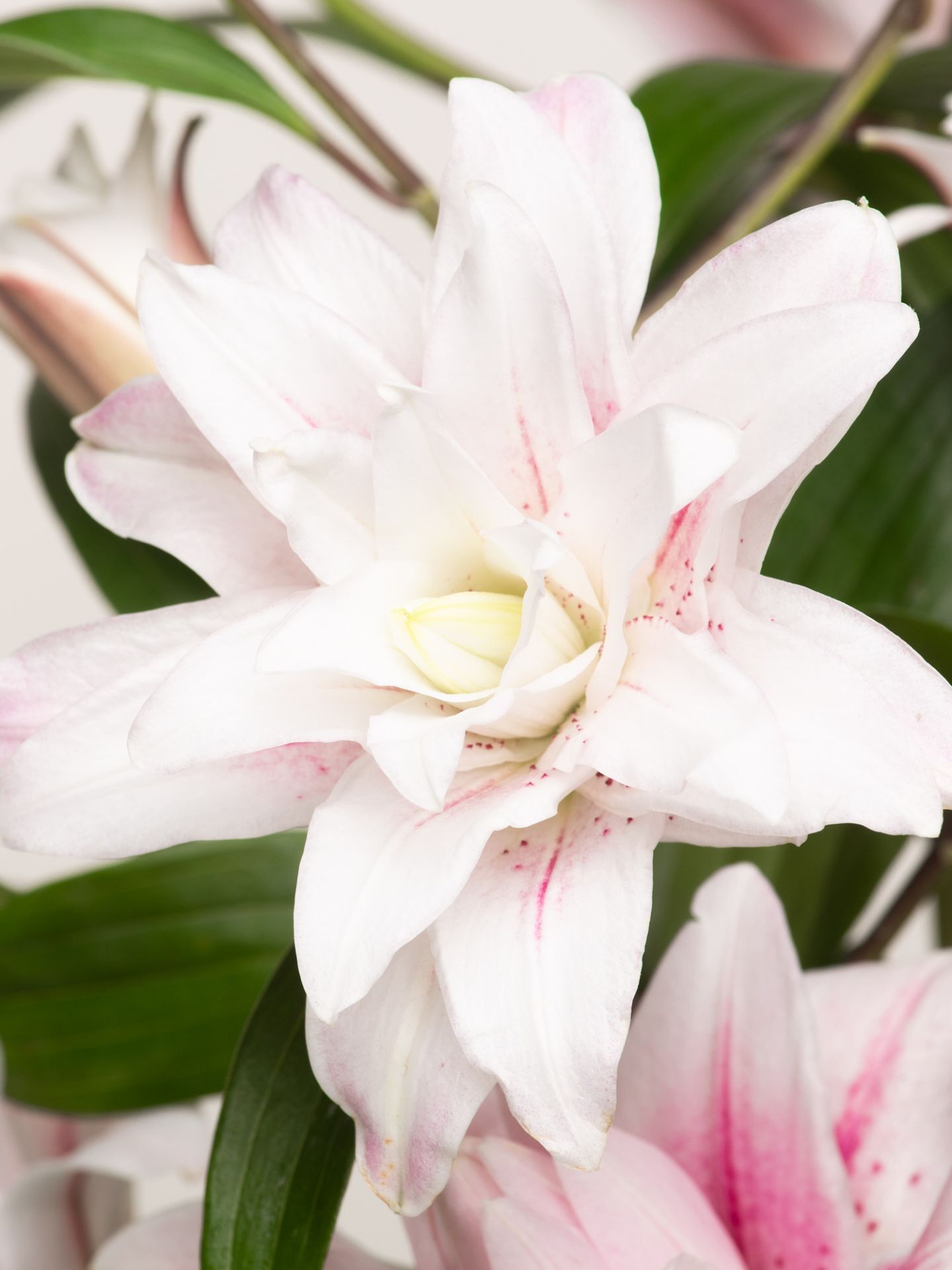 Blumen bestellen | Blumenversand BLOOMY DAYS