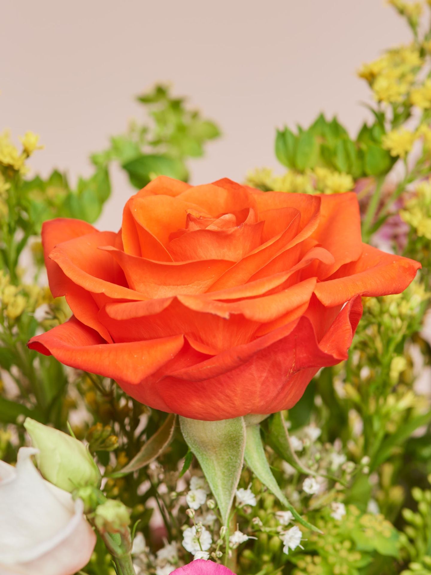 Blumen bestellen | Blumenversand BLOOMY DAYS