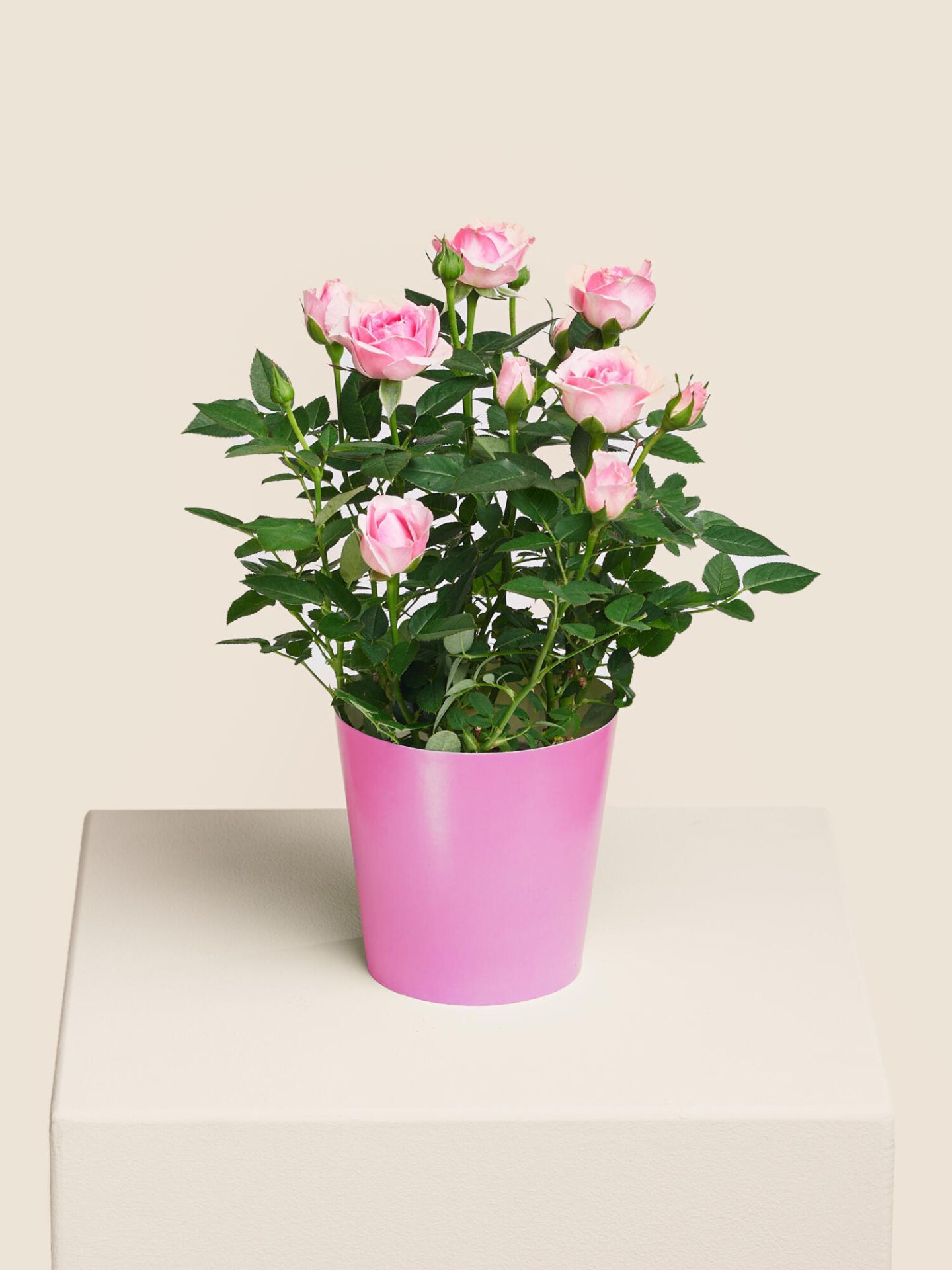 Frische Blumen bestellen & verschicken | BLOOMY DAYS Versand
